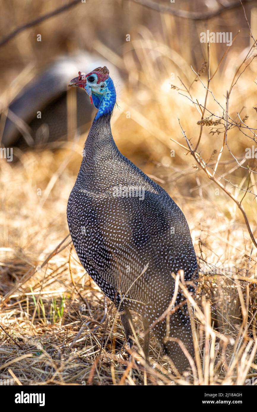 Guinea fowl and natural beauty hi-res stock photography and images - Alamy