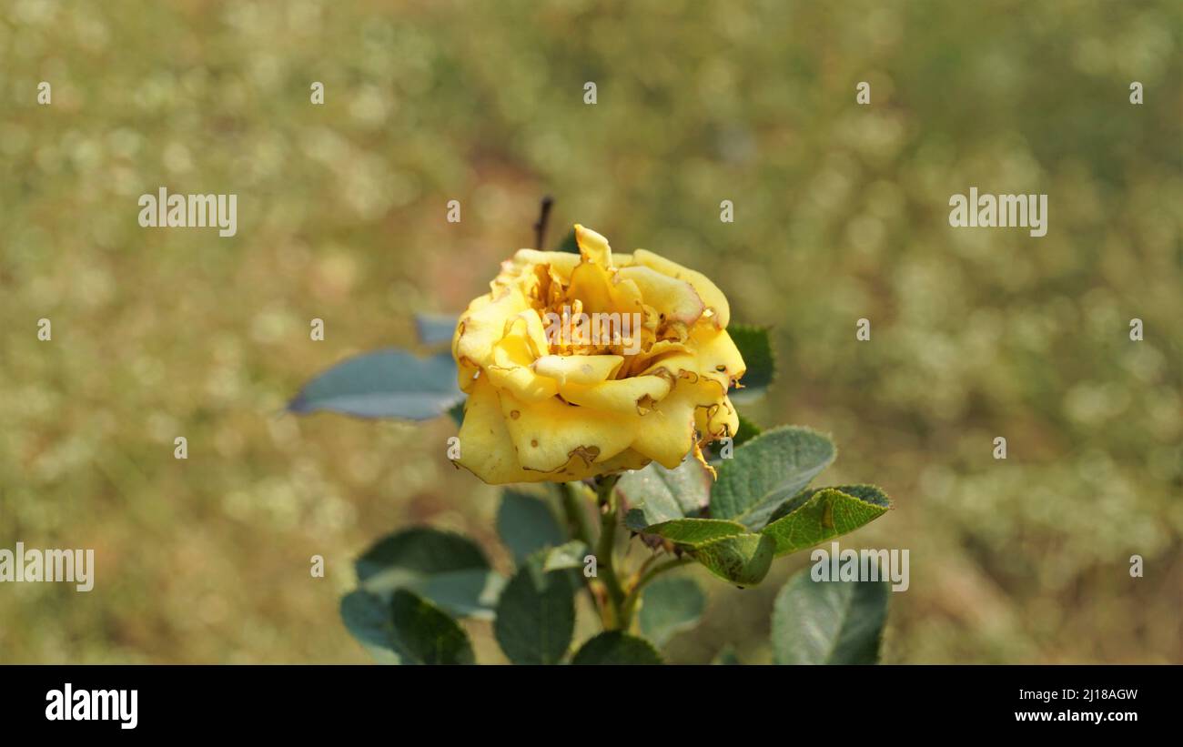 Rose midges hi-res stock photography and images - Alamy