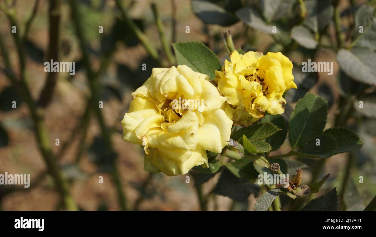 Closeup of beautiful yellow coloured diseased flowers due to Rose ...