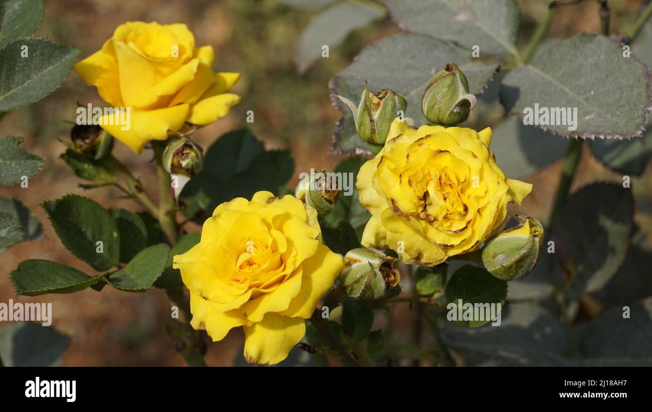Closeup of beautiful yellow coloured diseased flowers due to Rose ...