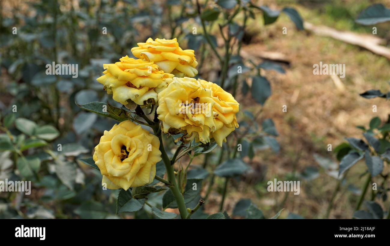 Closeup of beautiful yellow coloured diseased flowers due to Rose ...