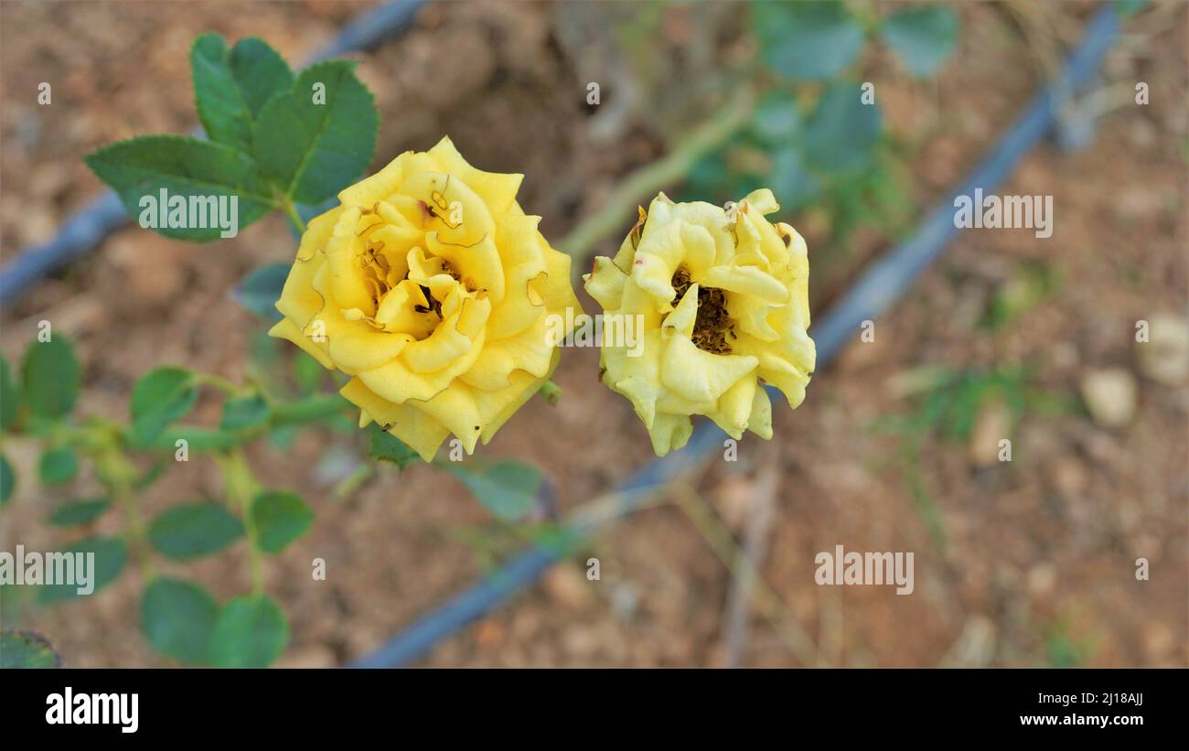 Closeup of beautiful yellow coloured diseased flowers due to Rose ...