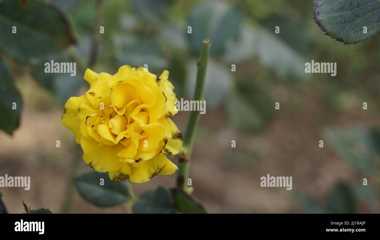 Closeup of beautiful yellow coloured diseased flowers due to Rose ...