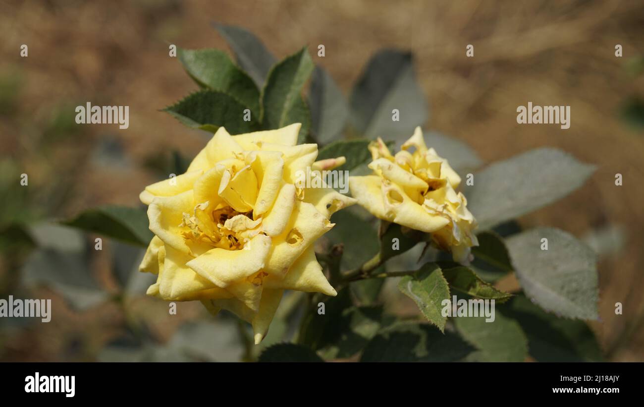 Closeup of beautiful yellow coloured diseased flowers due to Rose ...
