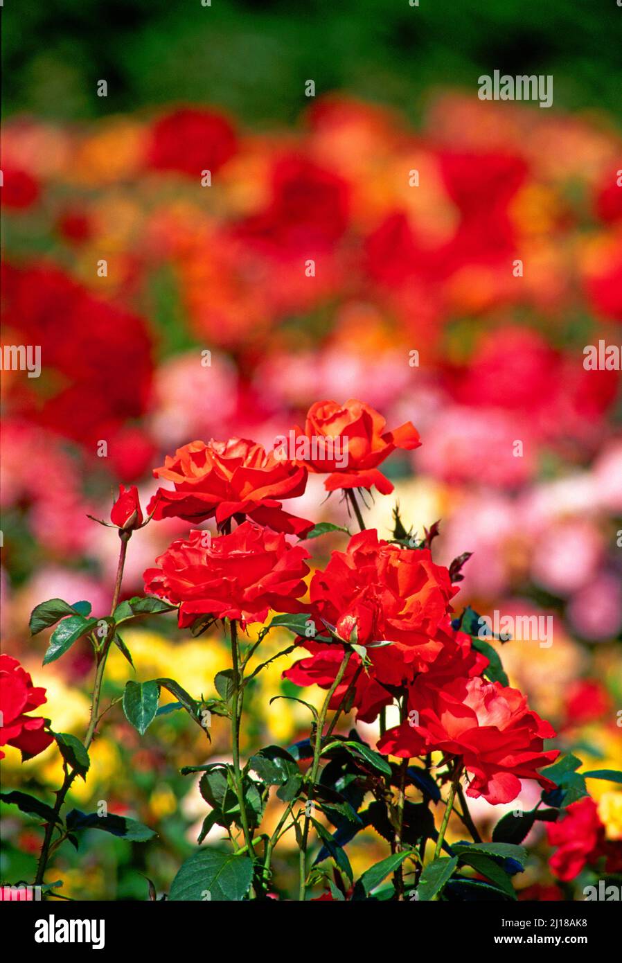 Red roses, in rose garden Stock Photo - Alamy