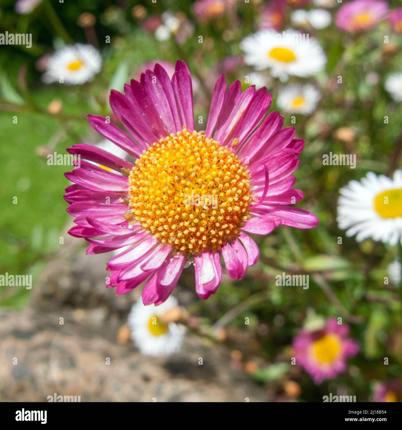 Pink Daisy Fleabane