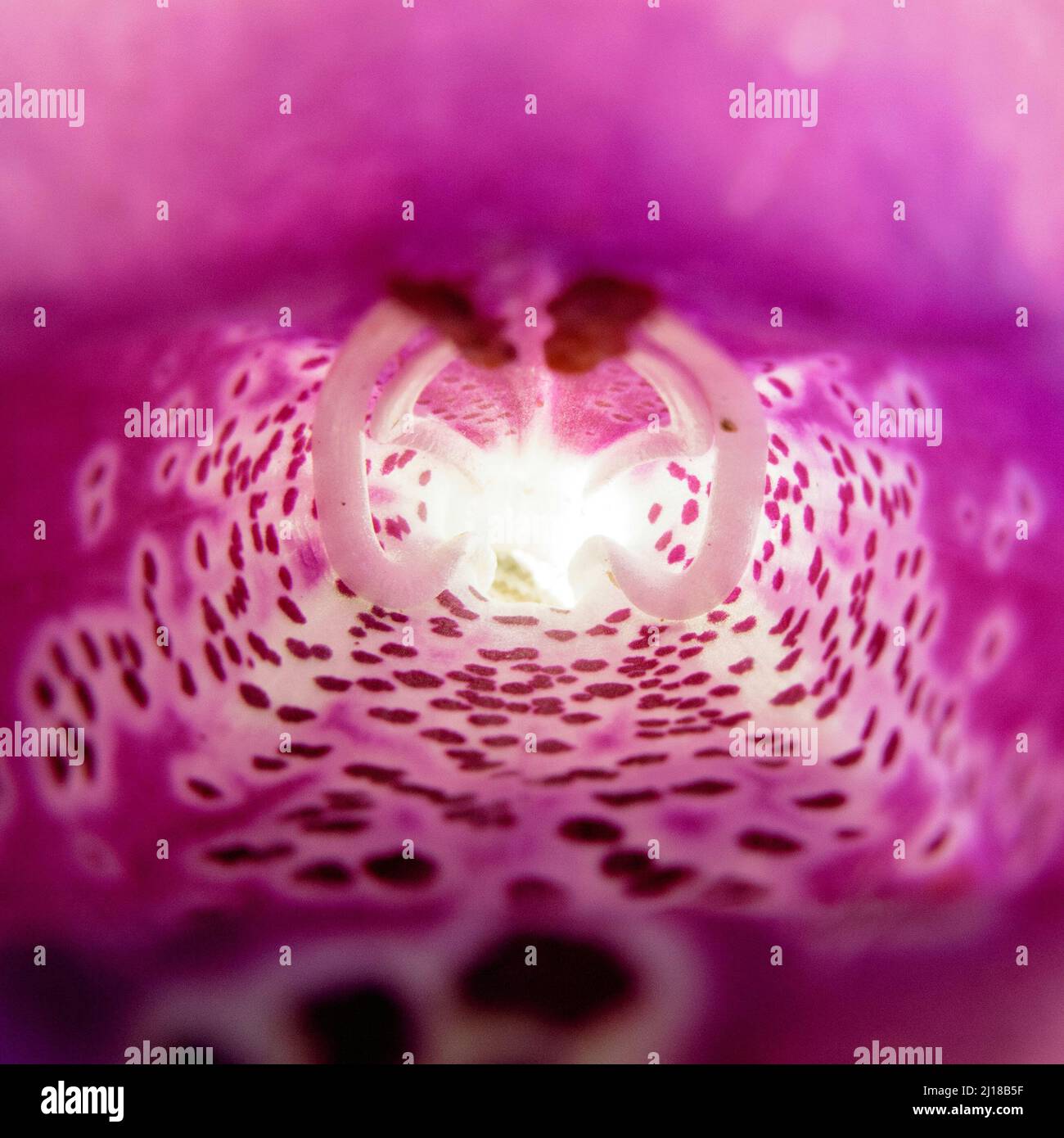 Inside a purple Foxglove (Digitalis) flower showing the stamens Stock ...