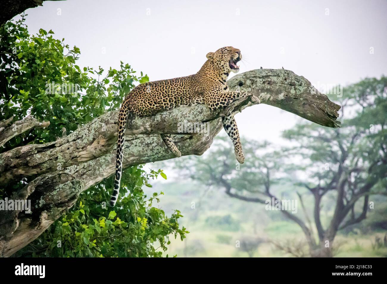 A leopard lying on a leaning log in the savanna Stock Photo - Alamy