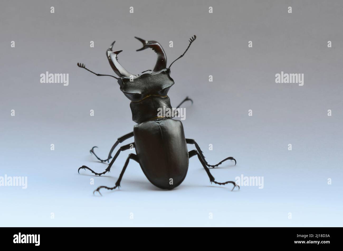 Male stag beetle Lucanus cervus Stock Photo - Alamy