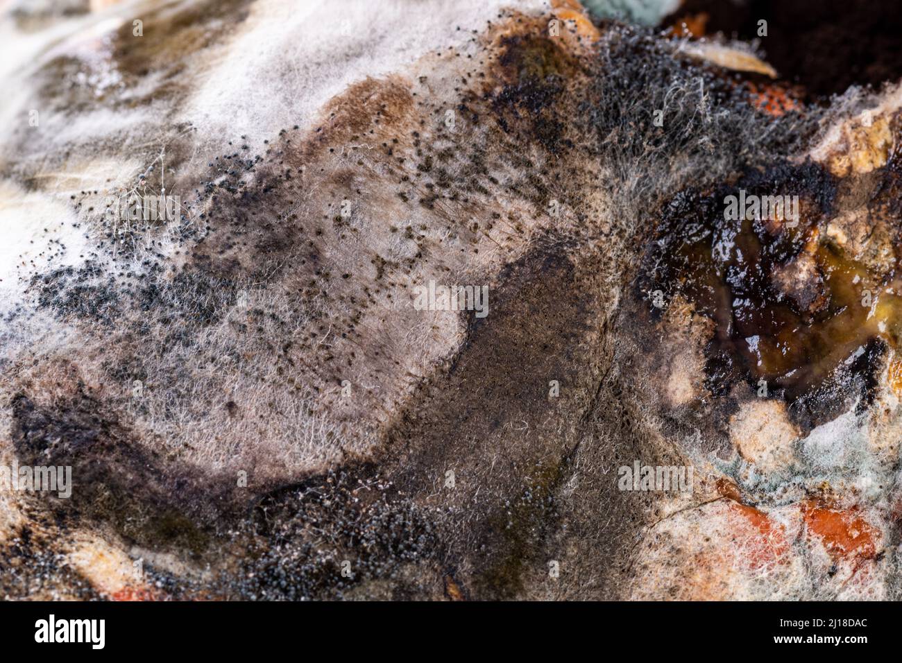 Texture of various poisonous mold, spores, fungi on fruits, macro ...