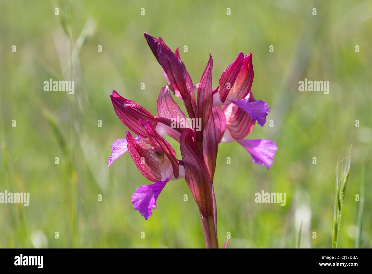 Schmetterlings-Knabenkraut, Orchis papilionacea, Anacamptis ...