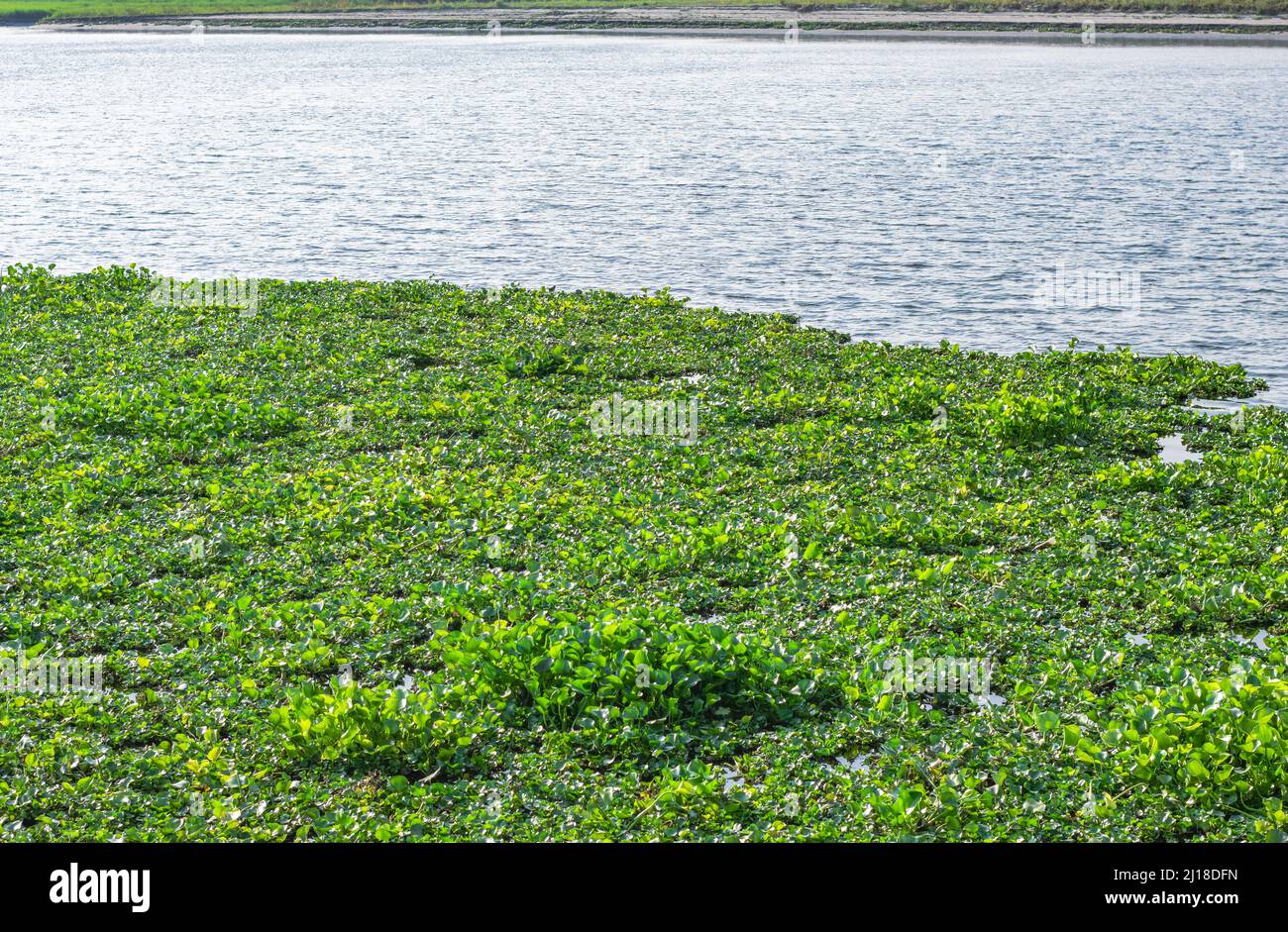 Water hyacinth or eichhornia plant on the river close up Stock Photo ...