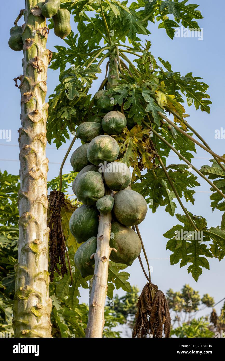 Papaya tree with a bunch of organic papaya inside of the farmland Stock ...