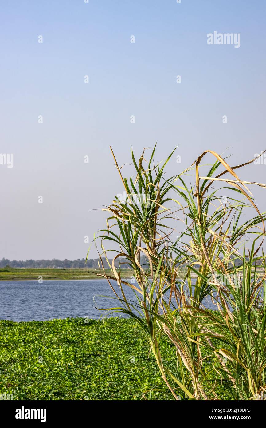 Wild cane hi-res stock photography and images - Alamy
