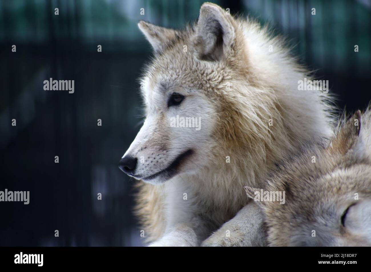 close up portrait of cute polar wolf having rest Stock Photo - Alamy