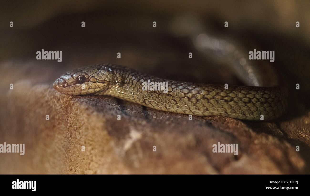 Illustration viper snake serpent head hi-res stock photography and ...