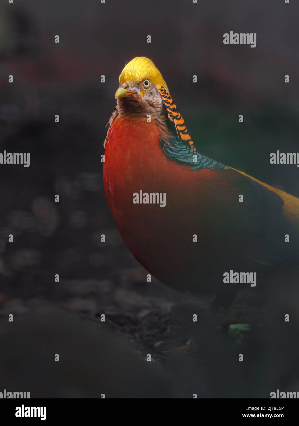 Golden pheasant flight hi-res stock photography and images - Alamy