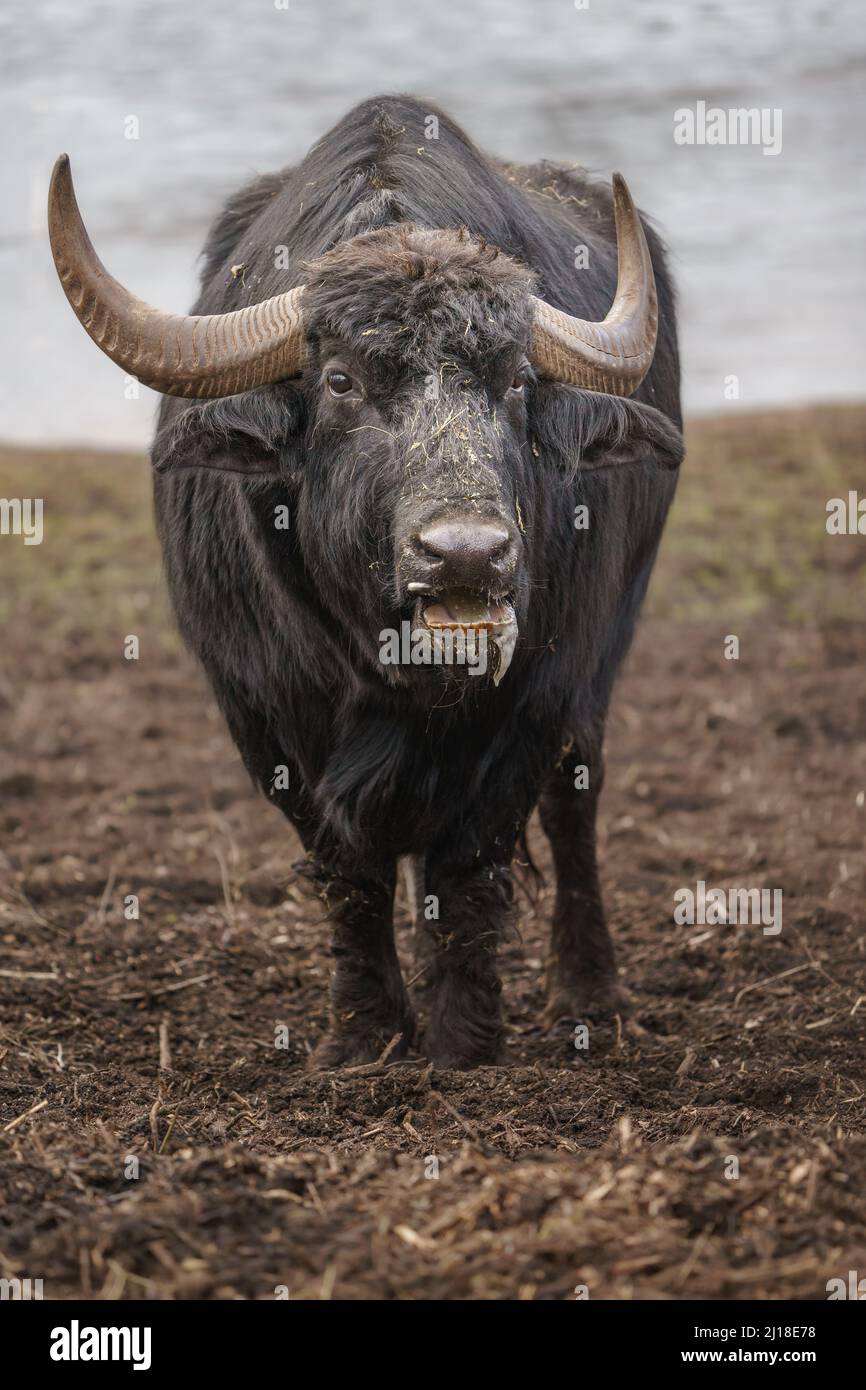 Big bison hi-res stock photography and images - Alamy