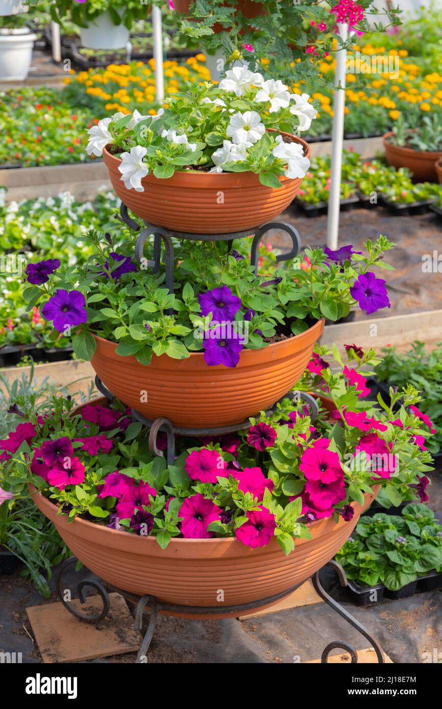 Multi level flowerpot with colorful petunia flowers, vertical photo ...
