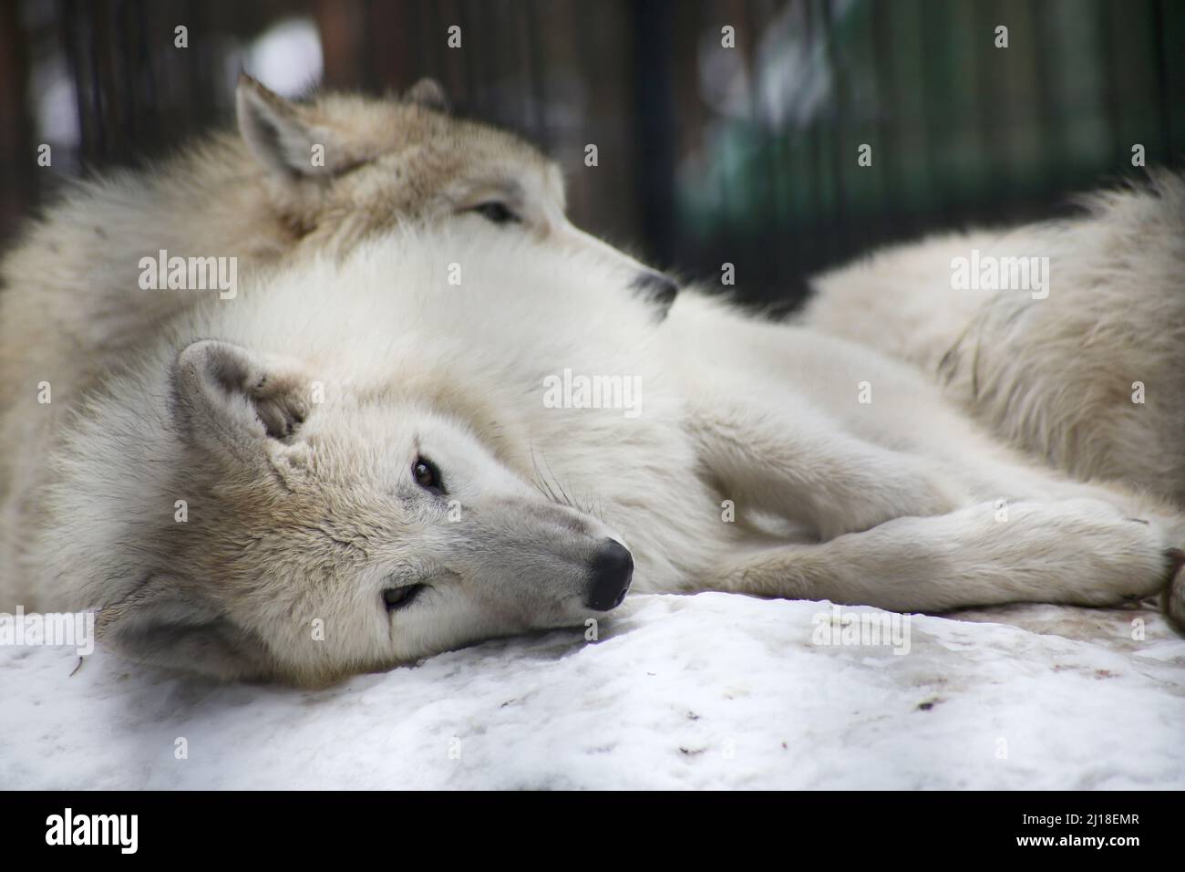 three cute polar wolves having rest on the snow Stock Photo - Alamy