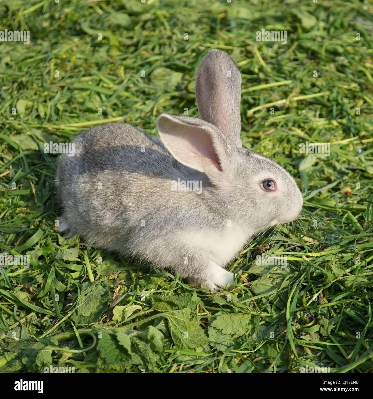 Cute grey purebreed rabbit in a yard Stock Photo - Alamy