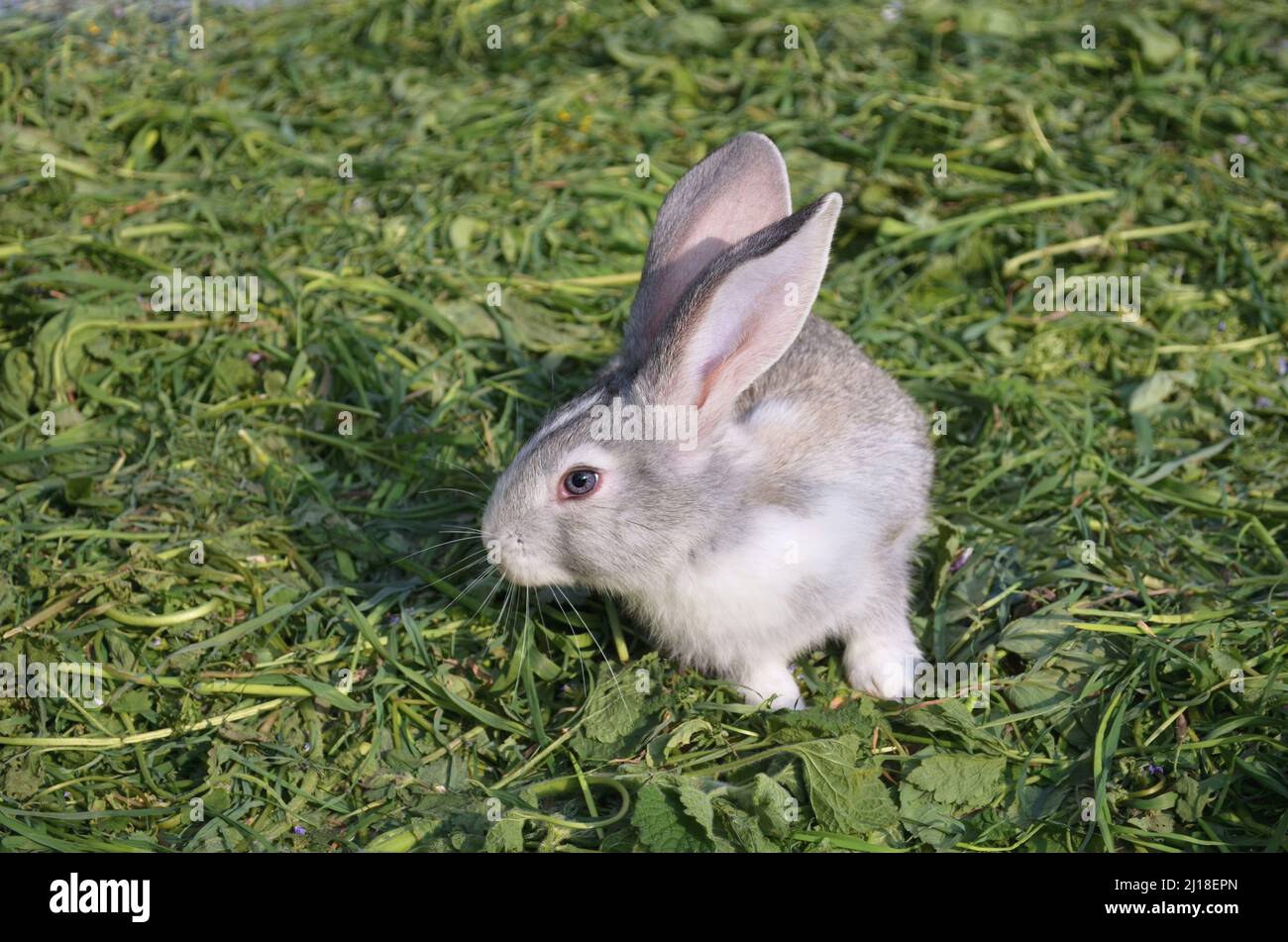 Cute grey purebreed rabbit in a yard Stock Photo - Alamy