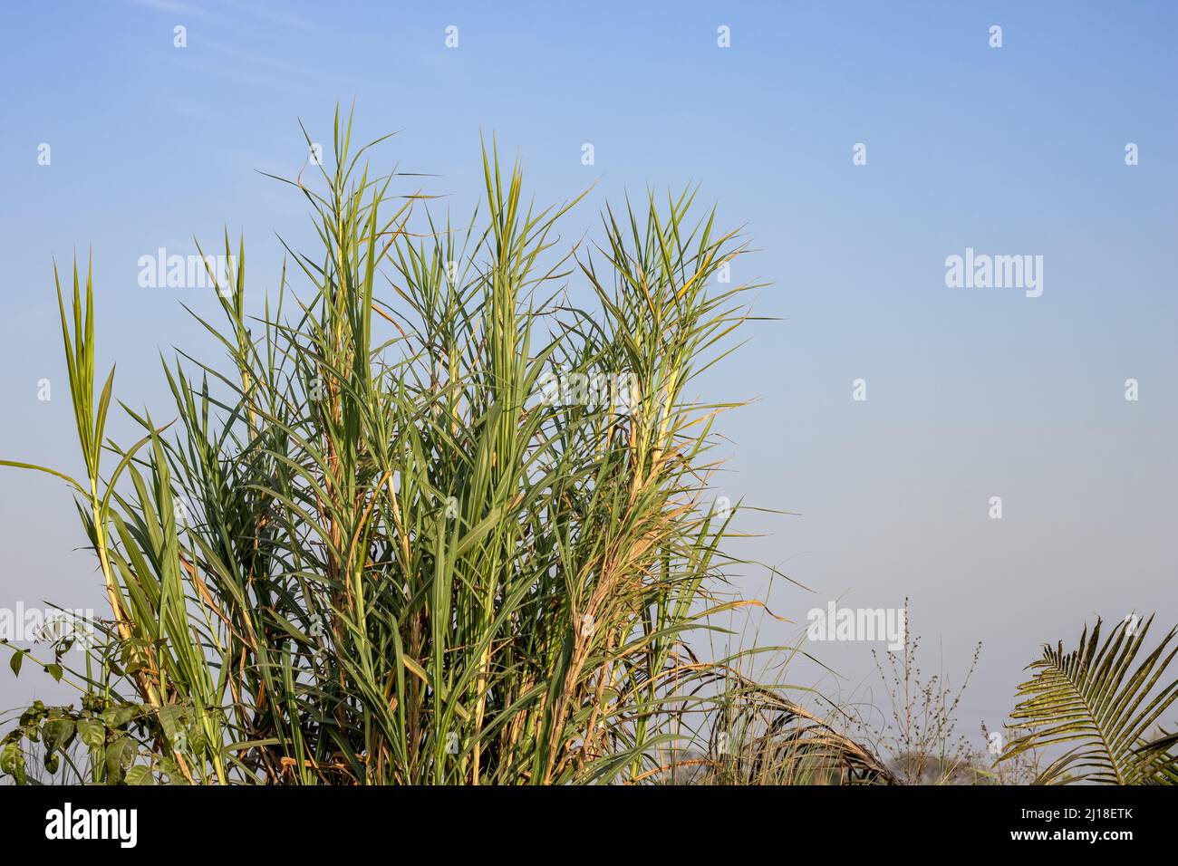 A bunch of wild cane plants growing under the clean blue sky with copy ...