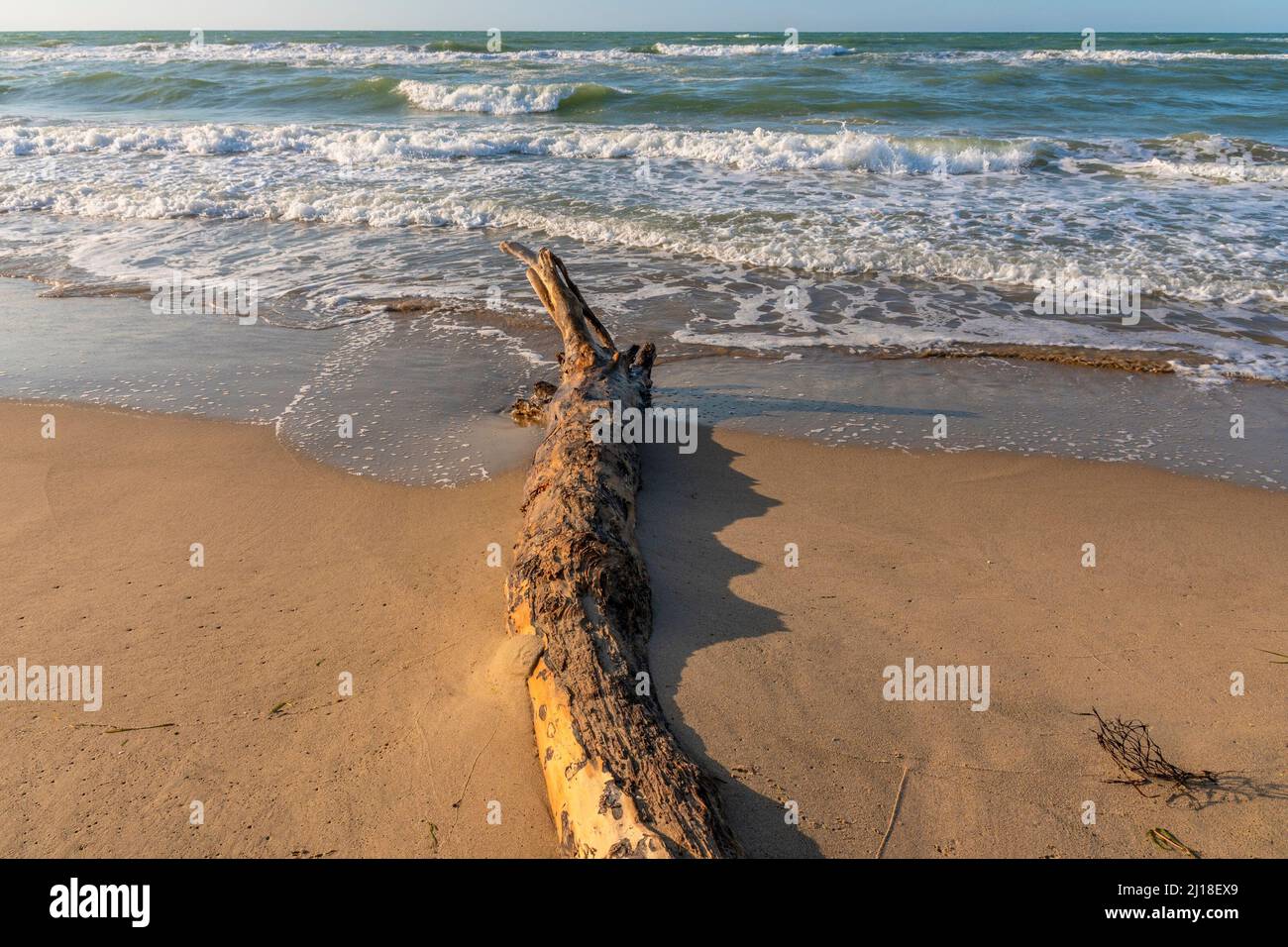 View of the sea coast with a beached log at sunset Stock Photo - Alamy