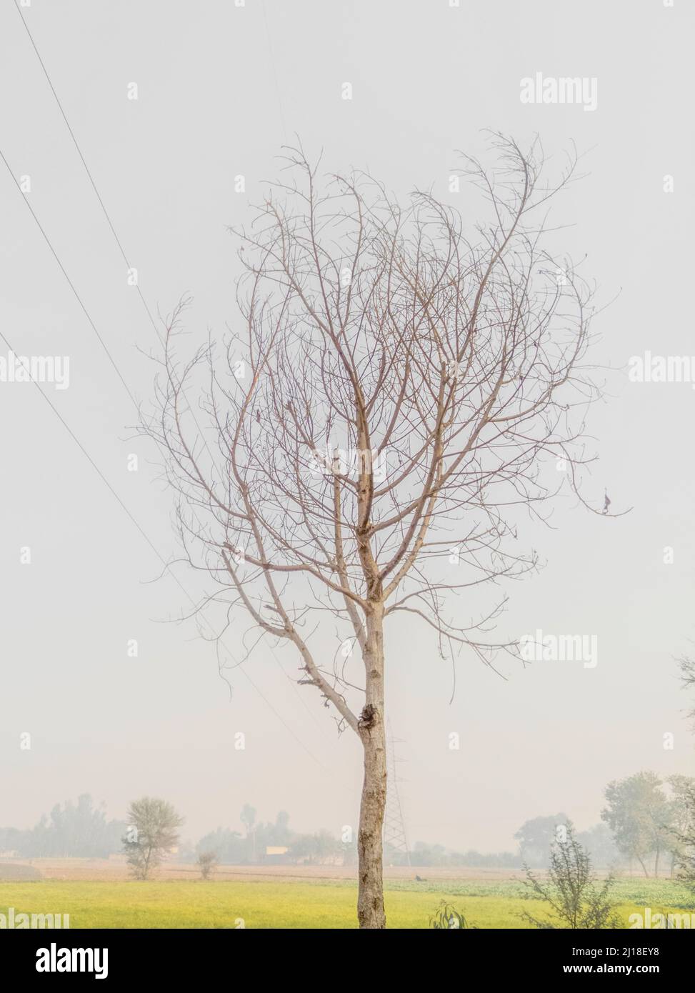 Isolated tree in wind transparent hi-res stock photography and images - Alamy