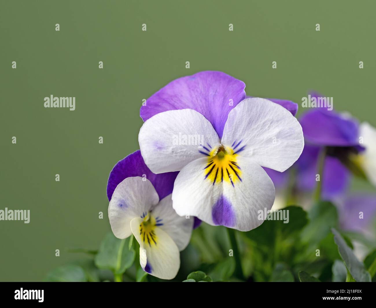 Viola cornuta flower hi-res stock photography and images - Alamy