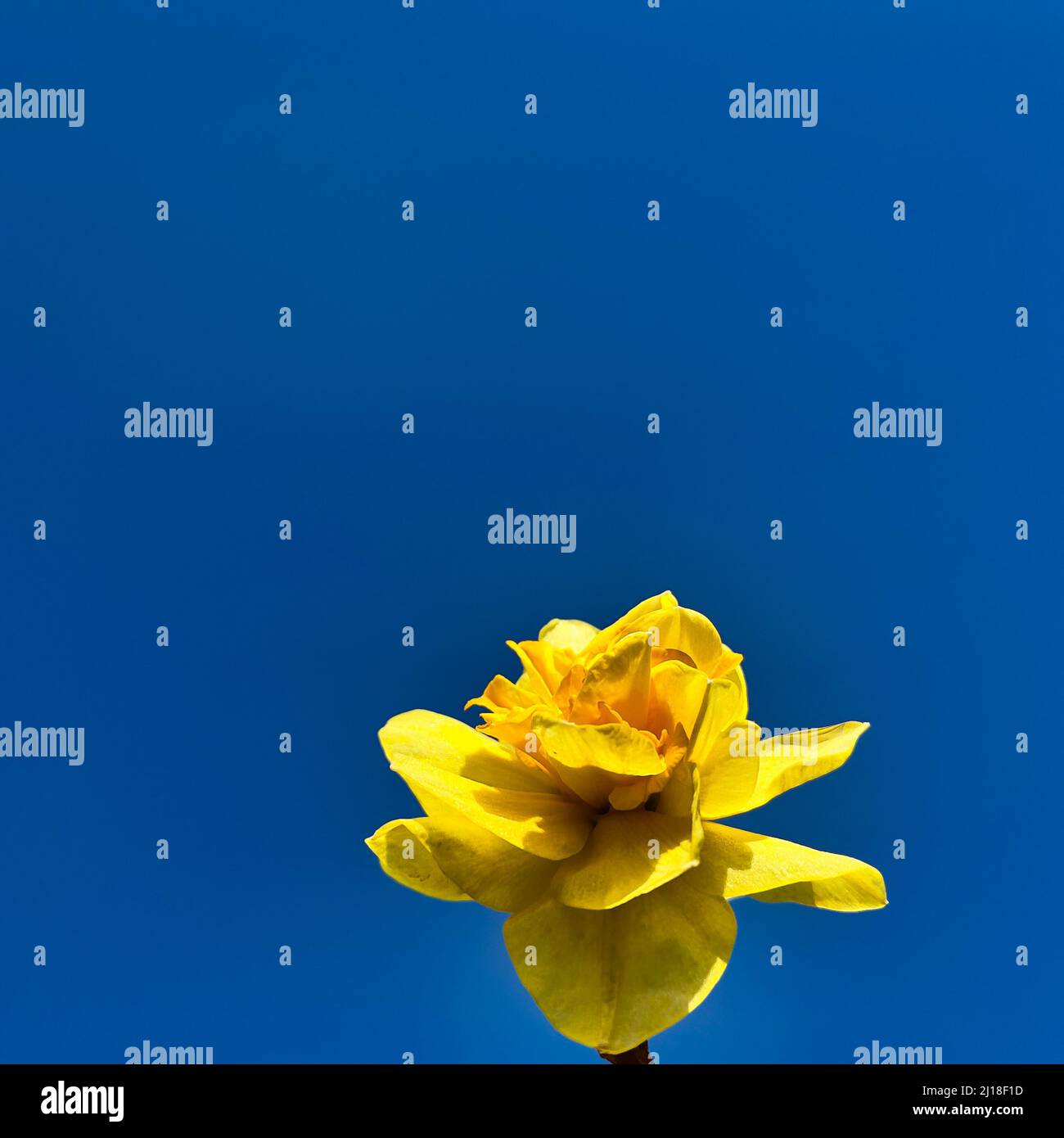 Daff at hi-res stock photography and images - Alamy