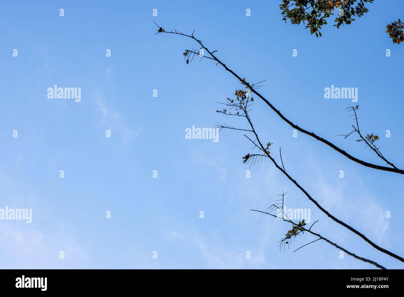 Almost leafless few tree branches under the blue sky with copy space ...