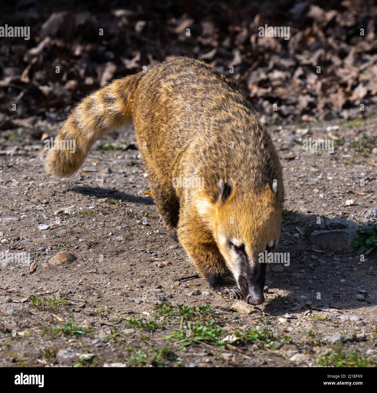 South American coati or ring-tailed coati (Nasua nasua Stock Photo - Alamy