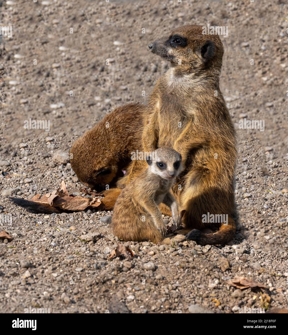 Meerkat or Suricate (Suricata suricatta) with young Stock Photo - Alamy