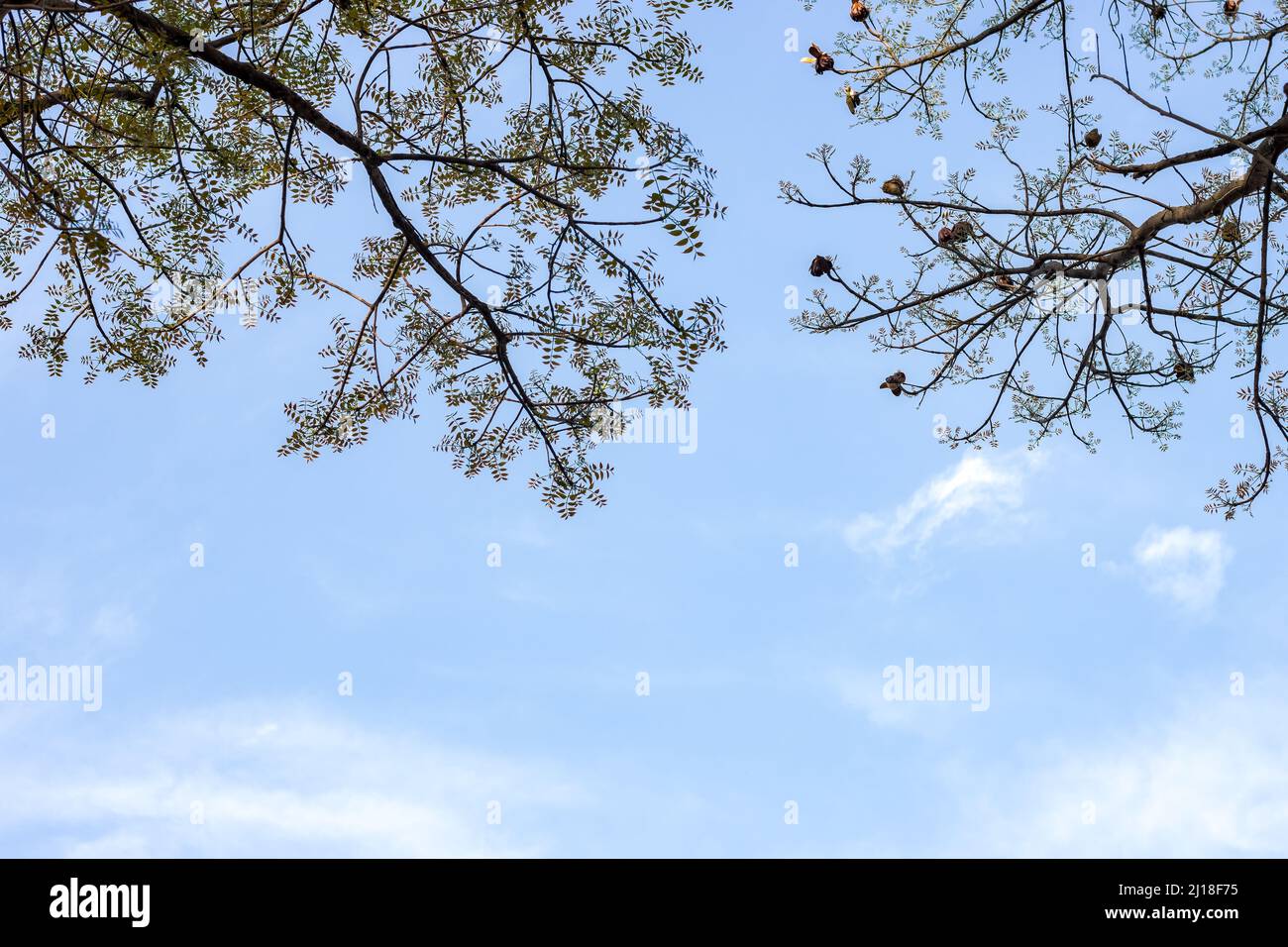 Spread tree hi-res stock photography and images - Alamy