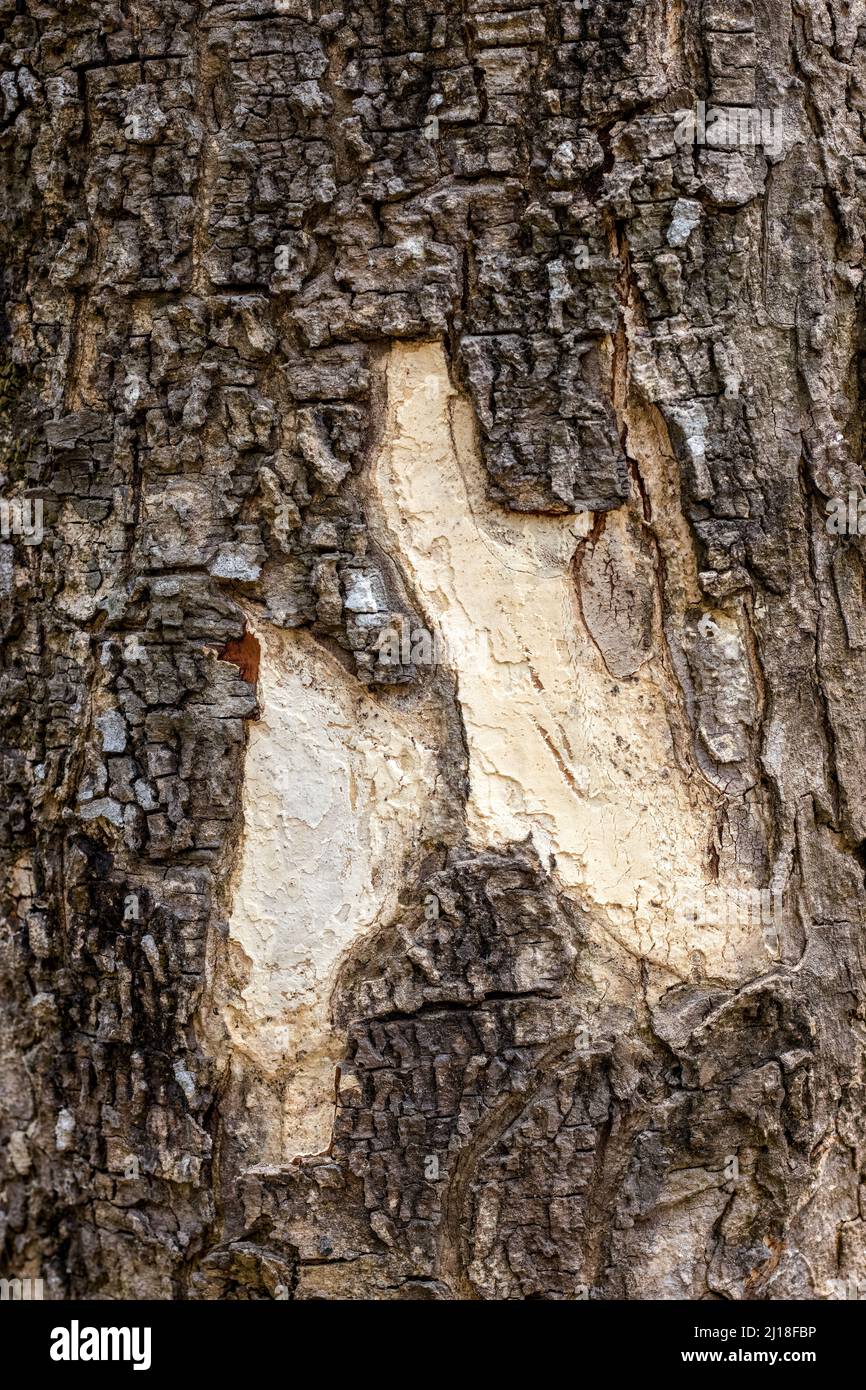 Rugged tree bark hi-res stock photography and images - Alamy