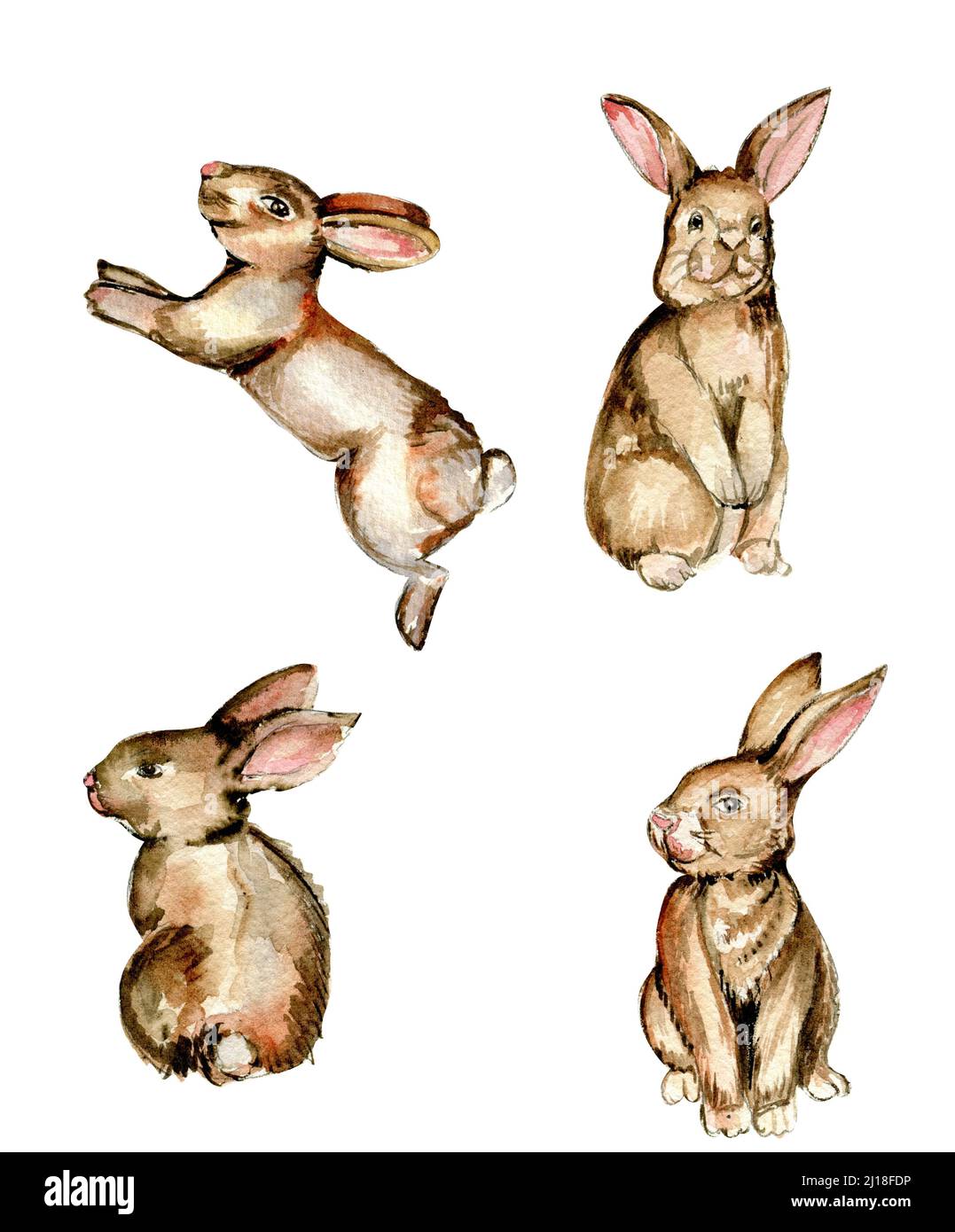 Donkey illustration watercolor Cut Out Stock Images & Pictures - Alamy