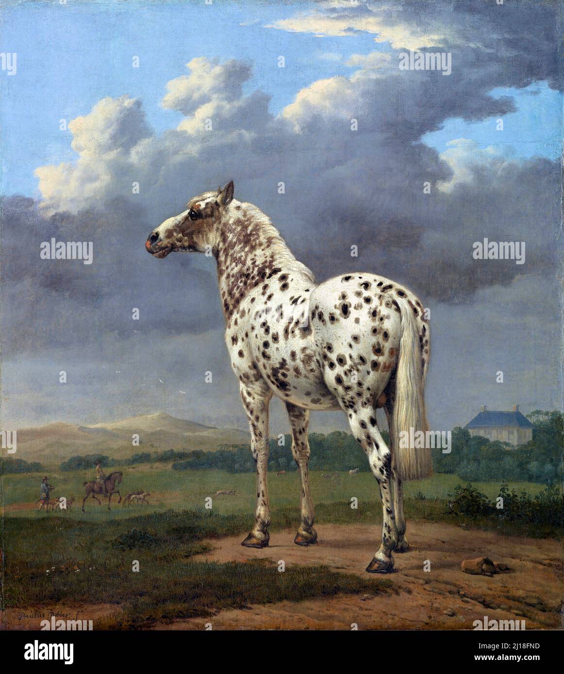 Piebald horse hi-res stock photography and images - Alamy