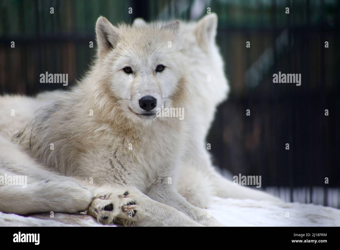 three cute polar wolves having rest on the snow Stock Photo - Alamy