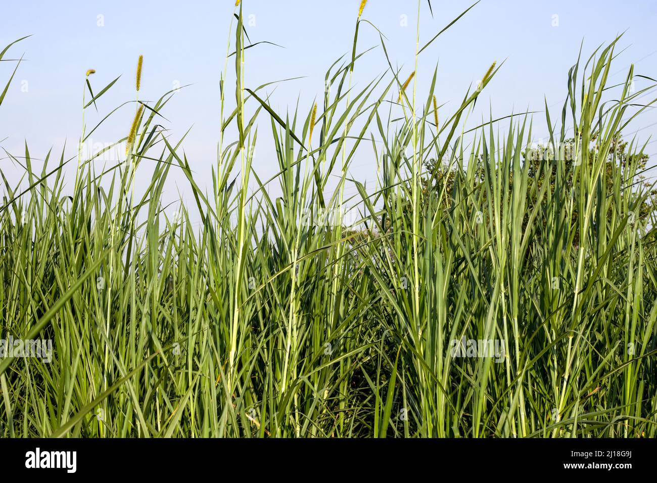 Backdrop of wild grasses hi-res stock photography and images - Alamy