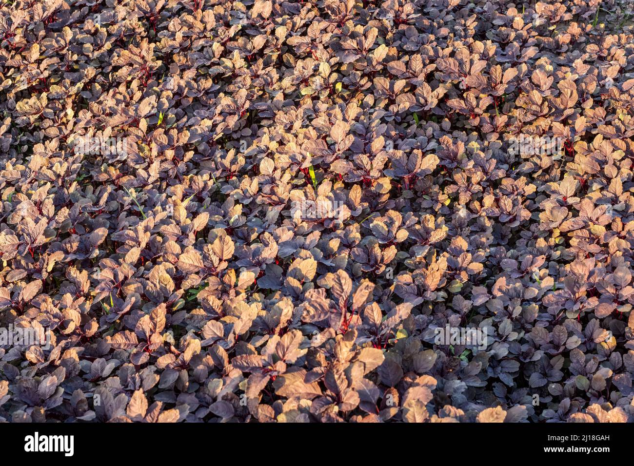 Growing young red leaf vegetables inside of an agricultural farm close ...