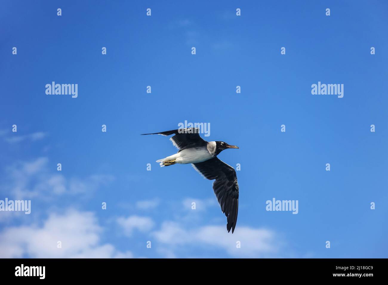 Large white seagull flies in blue sky with clouds, freedom in wild ...
