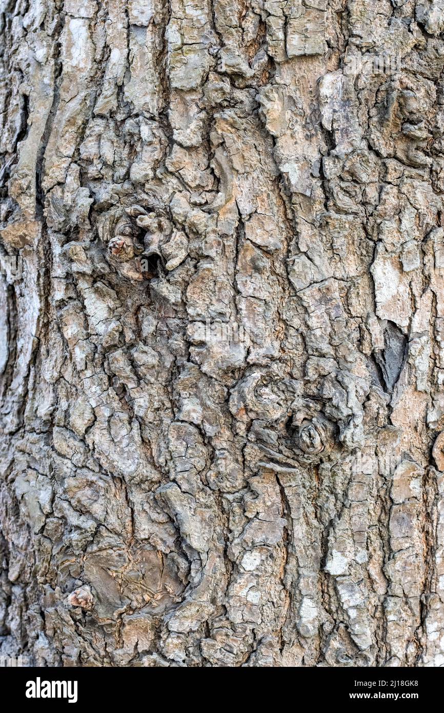 Rugged tree trunk close up shot for bark texture Stock Photo - Alamy