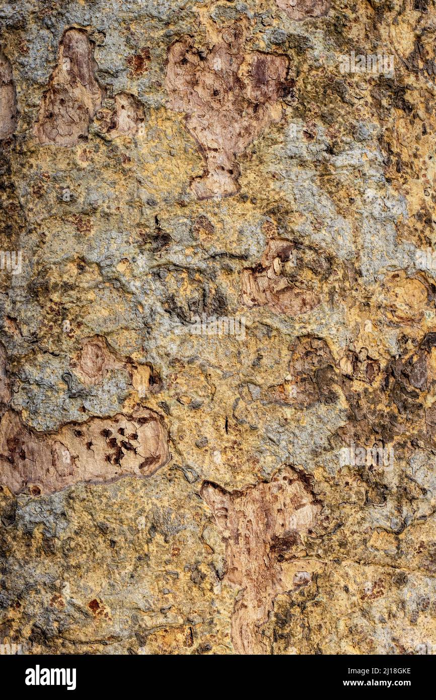 Rustic brown tree trunk with abstract bark texture for background Stock ...
