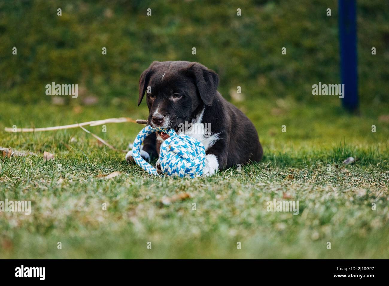 A sweet dark mixed-breed Labrador retriever and Australian shepherd ...