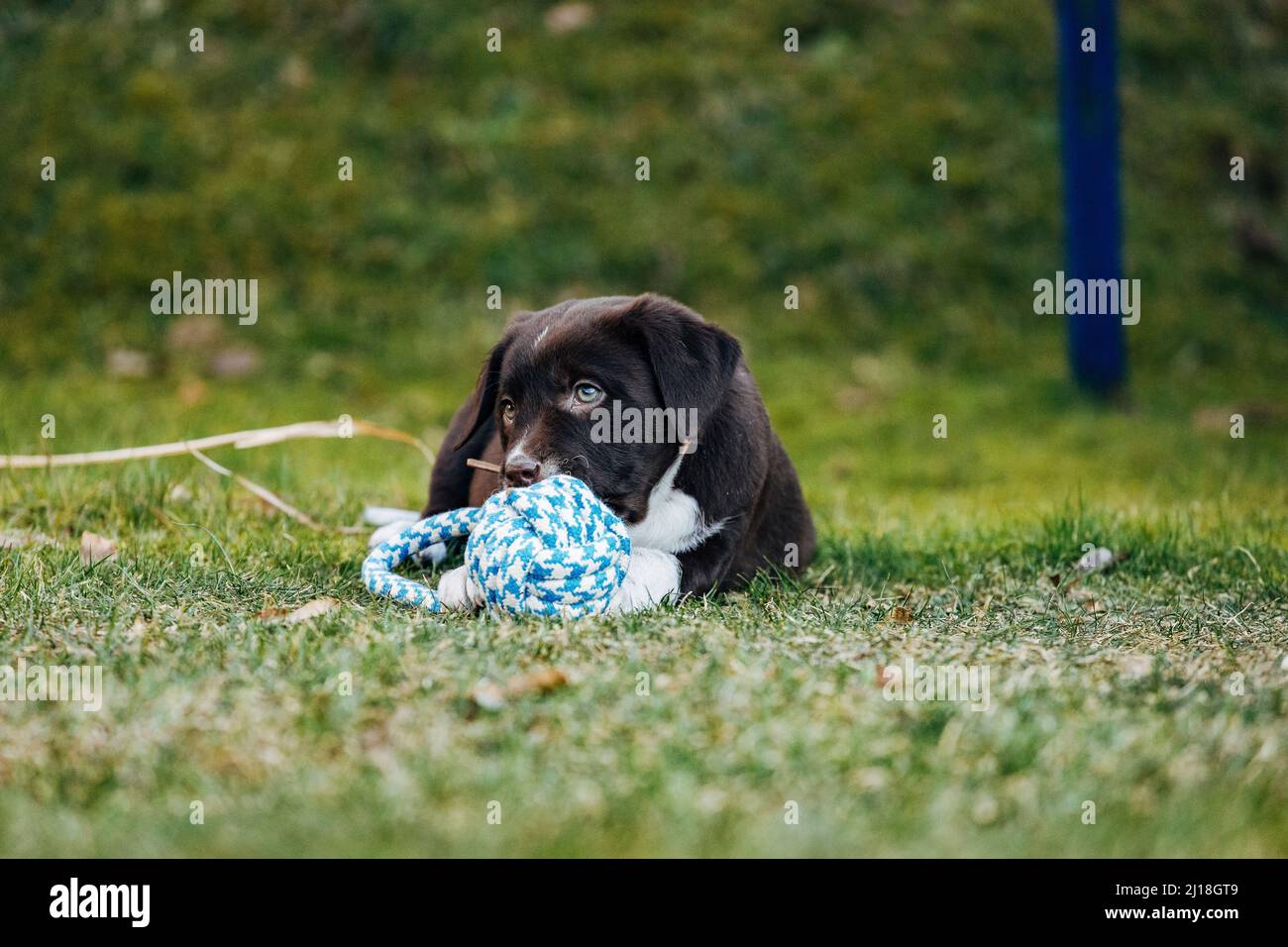 A sweet dark mixed-breed Labrador retriever and Australian shepherd ...