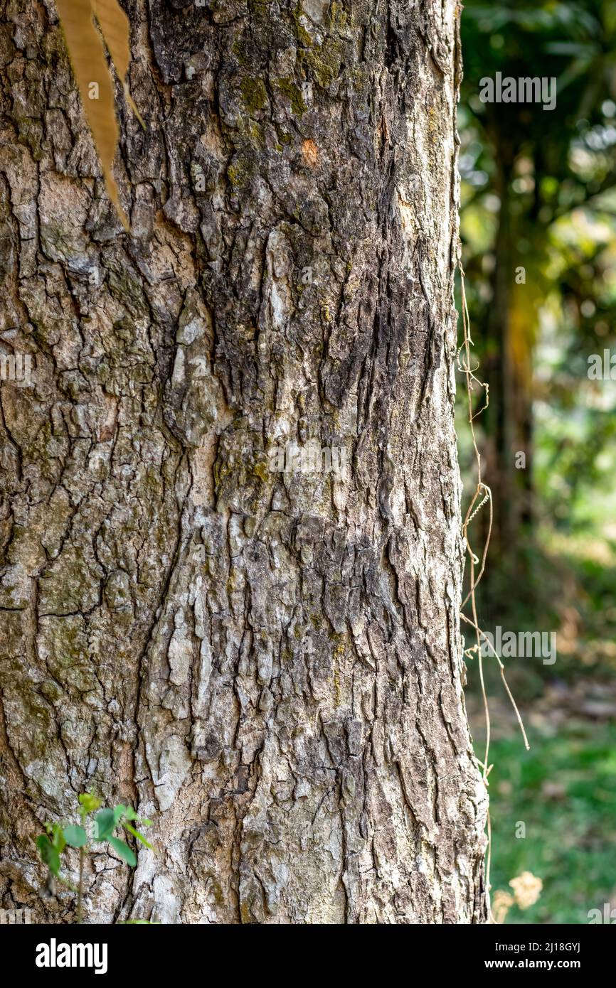 Selective focused aged tree trunk with rugged bark inside of the forest ...