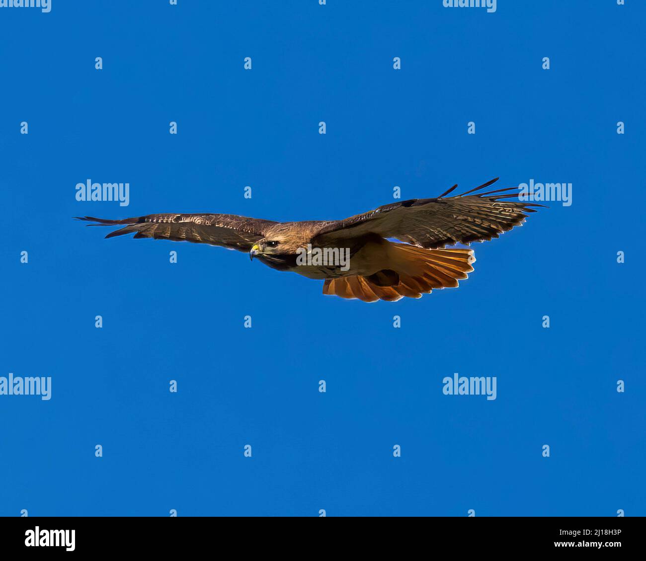 Three Quarter view of Red-tailed Hawk in Flight Stock Photo - Alamy