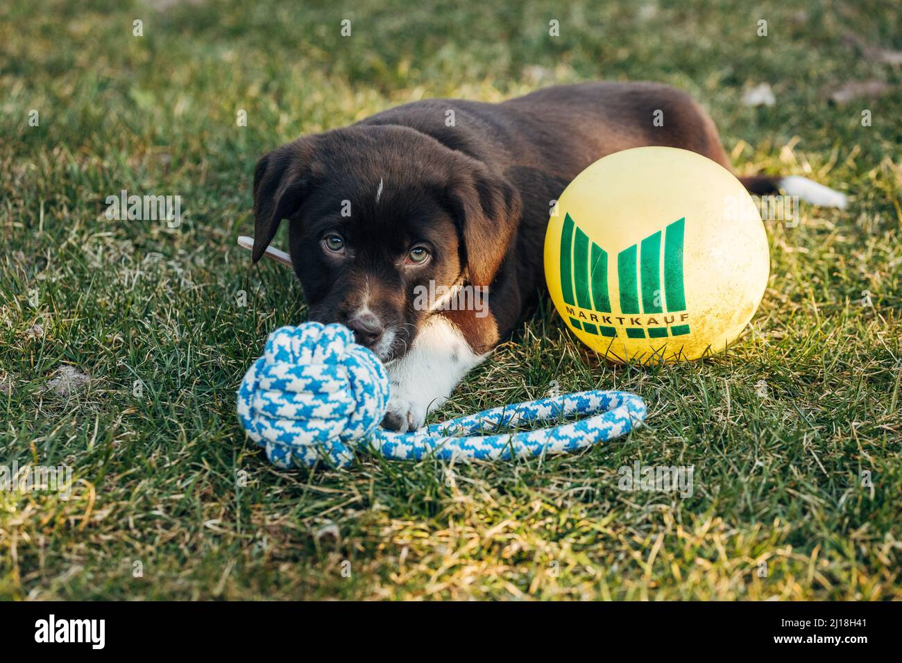 Labrador retriever australian shepherd mix hi-res stock photography and ...