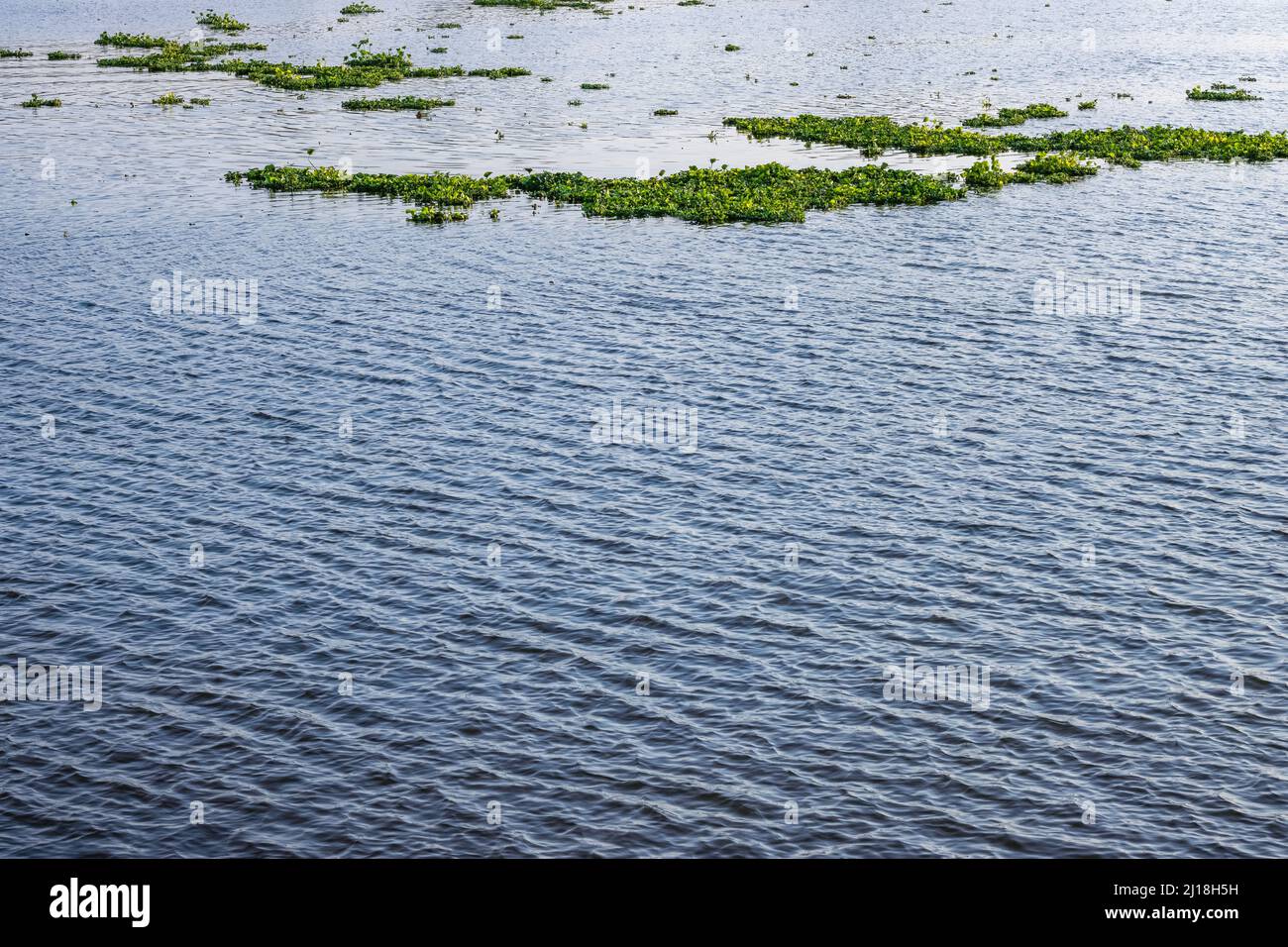 Waving blue water with floating water hyacinth on the river Stock Photo ...